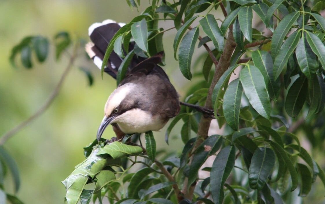 Babbler Cottage - Humane Society International (HSI)