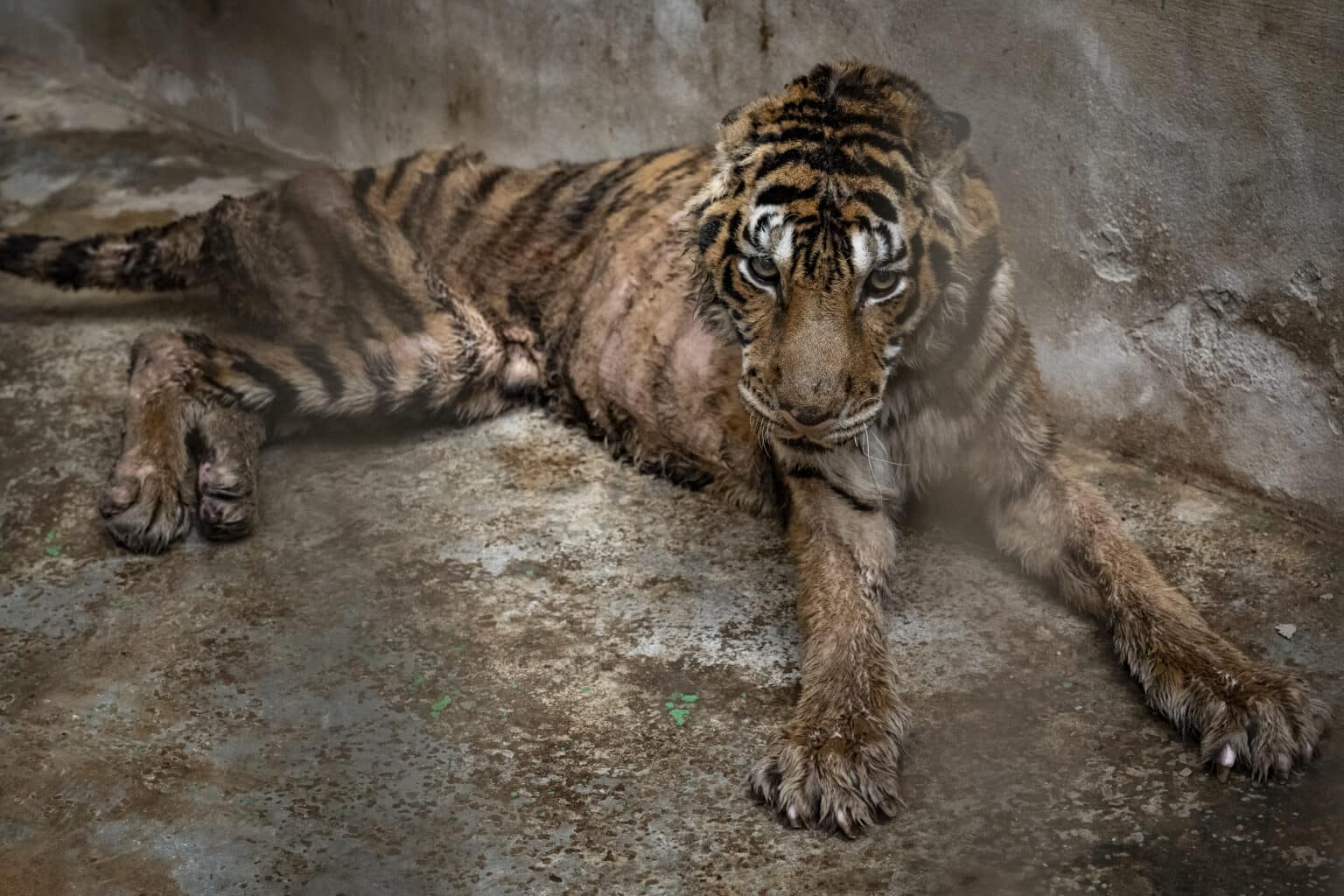 Tiger rescue: from hell to heaven