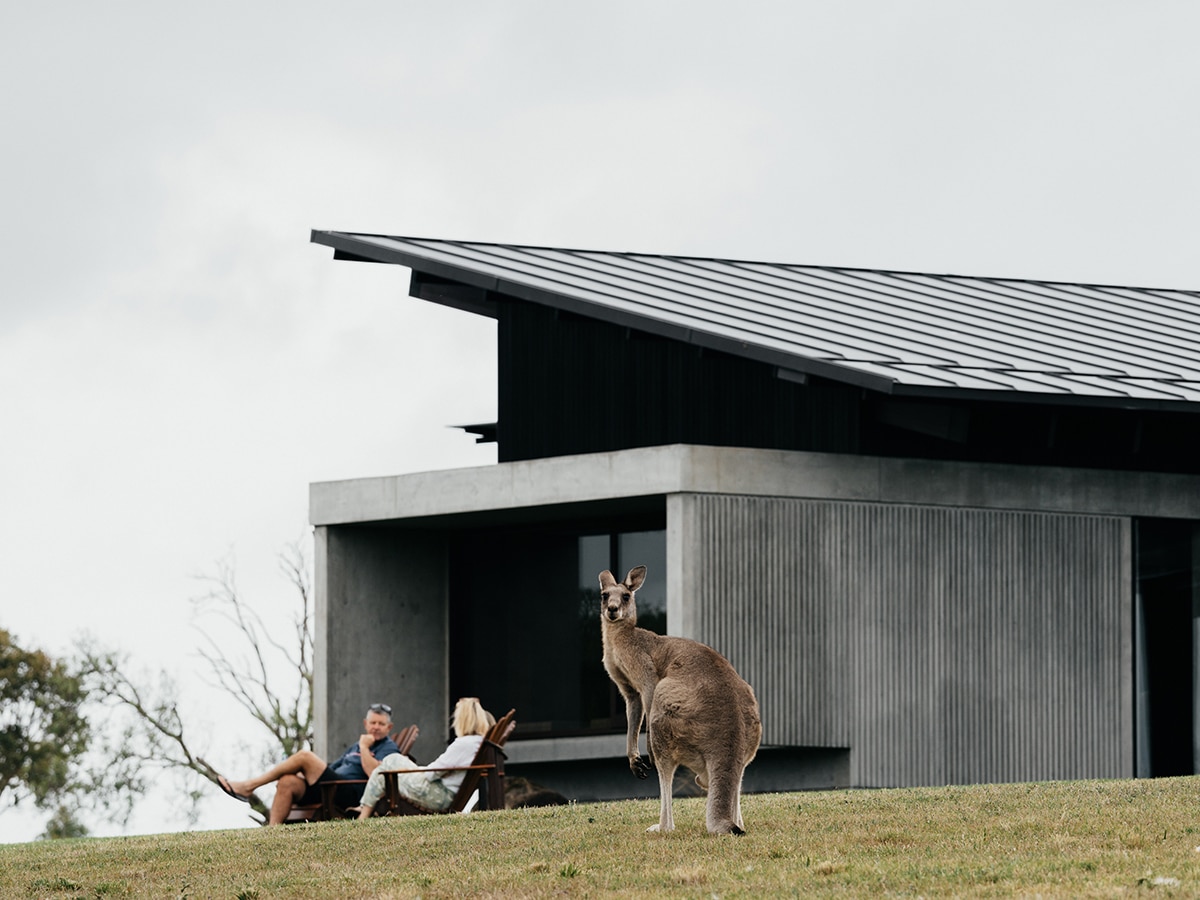 Somnium - Humane Society International (HSI)