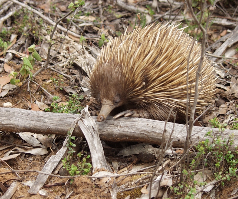 4 Citizen science projects to join around Australia! - Humane World for ...