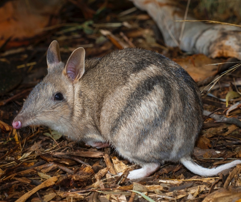 4 Citizen science projects to join around Australia! - Humane World for ...