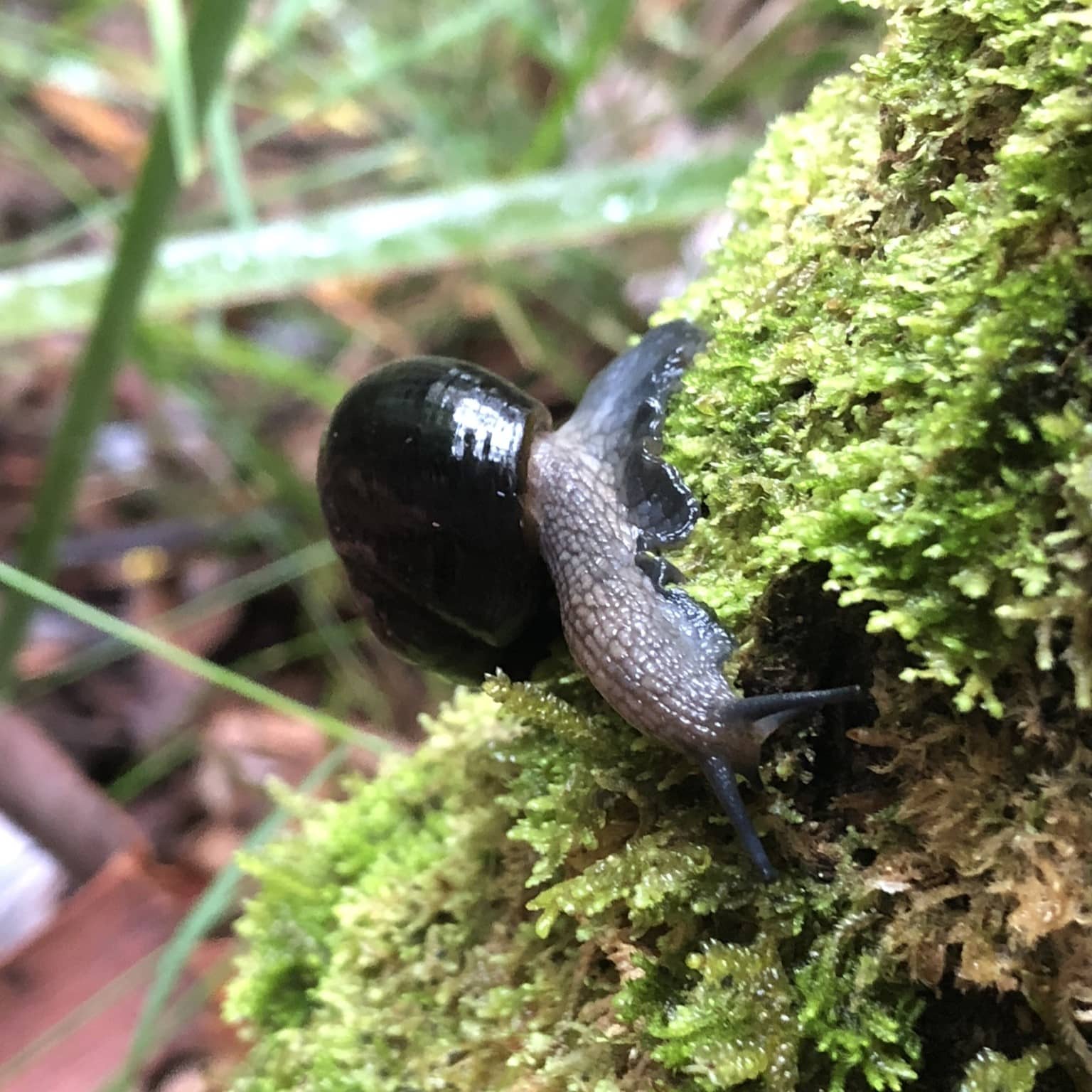 The hidden diversity right below the surface - Humane World for Animals