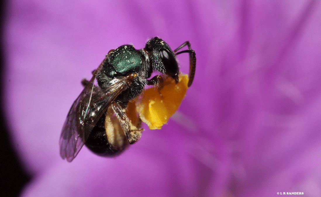 5 types of native bees and tips for a bee-friendly garden - Humane ...