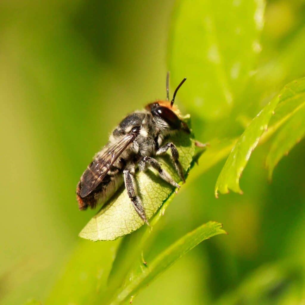 5 types of native bees and tips for a bee-friendly garden - Humane ...