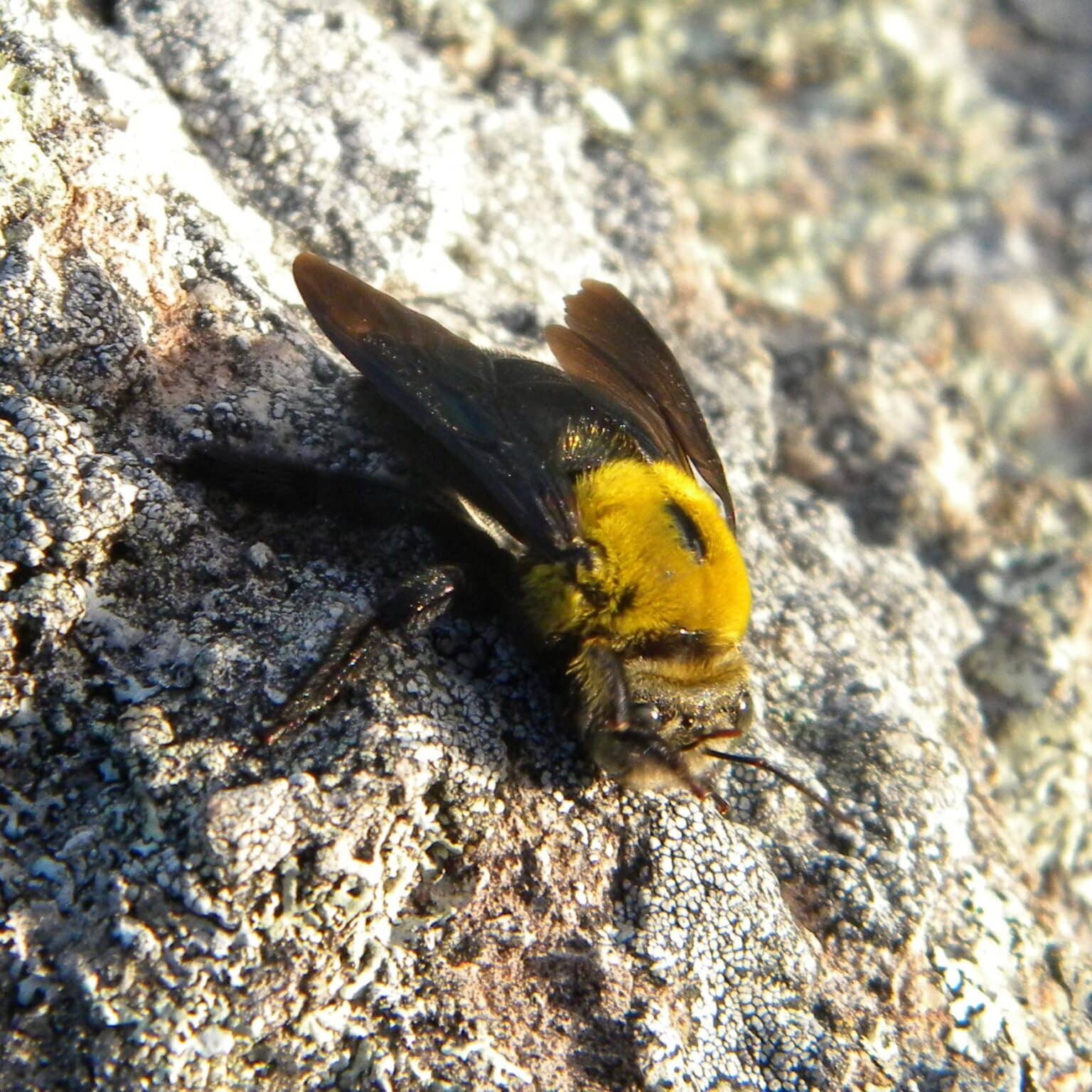 5 types of native bees and tips for a bee-friendly garden - Humane ...