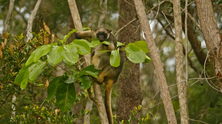 Tree Kangaroos: A kangaroo that lives in a tree? - Humane World for Animals