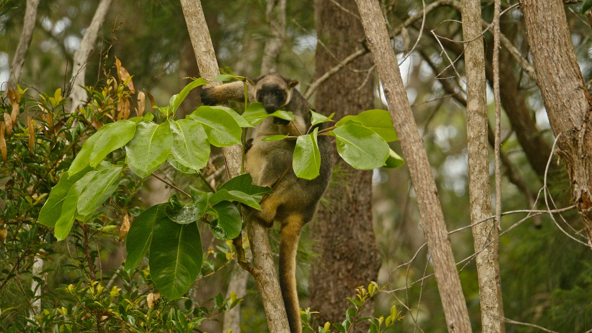 Tree Kangaroos: A kangaroo that lives in a tree? - Humane World for Animals