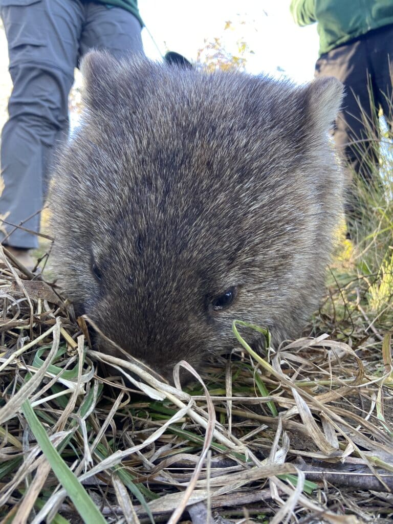 From rescue to release, joey wombats go through five stages of care ...