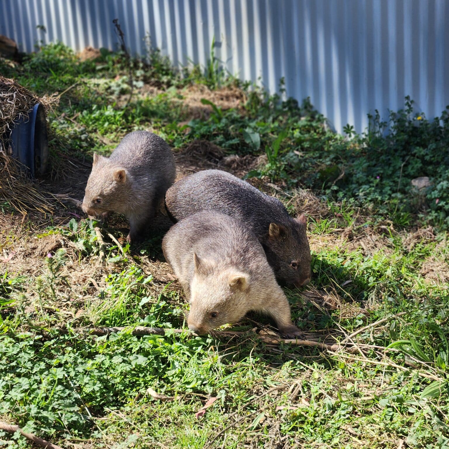 From rescue to release, joey wombats go through five stages of care ...