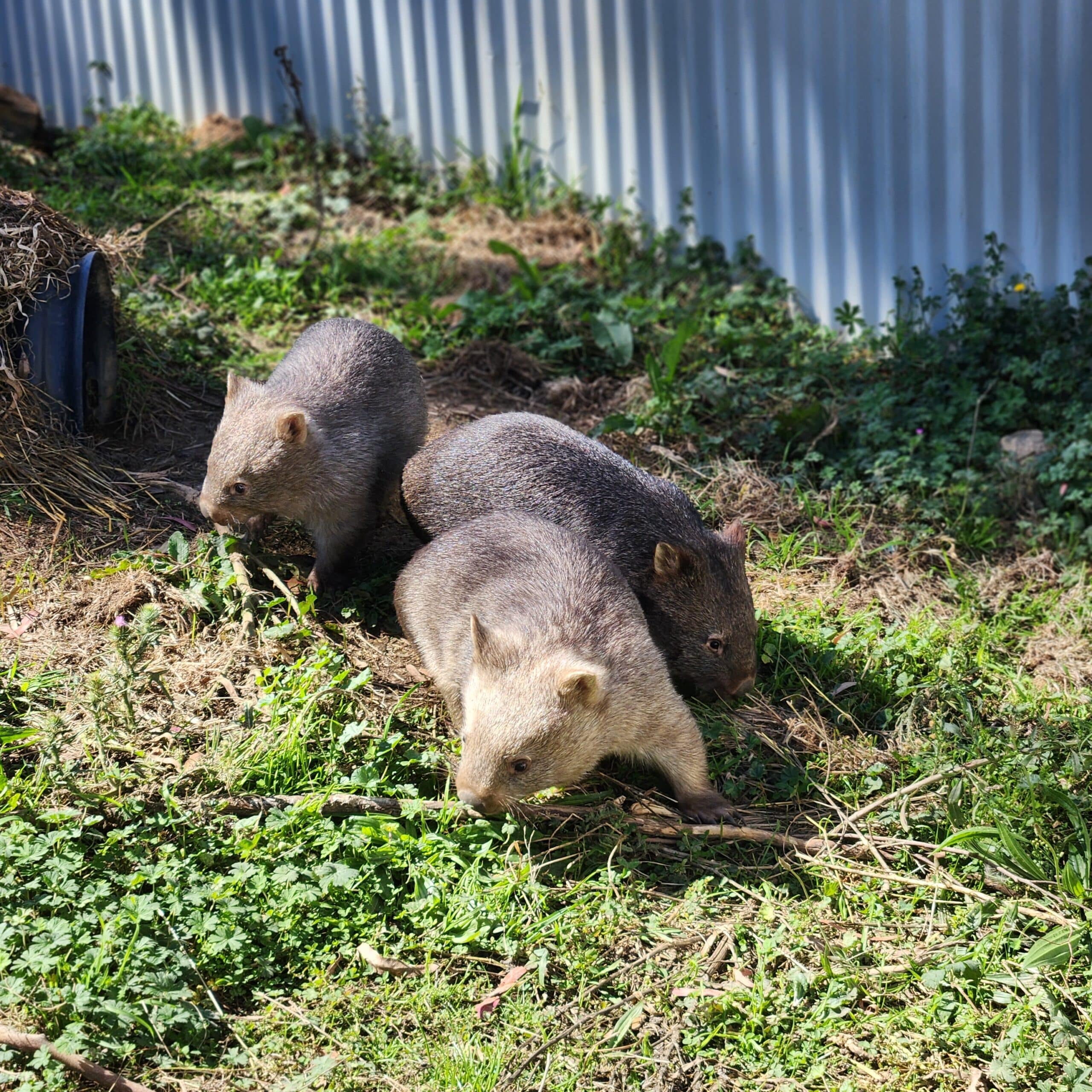 From rescue to release, joey wombats go through five stages of care ...