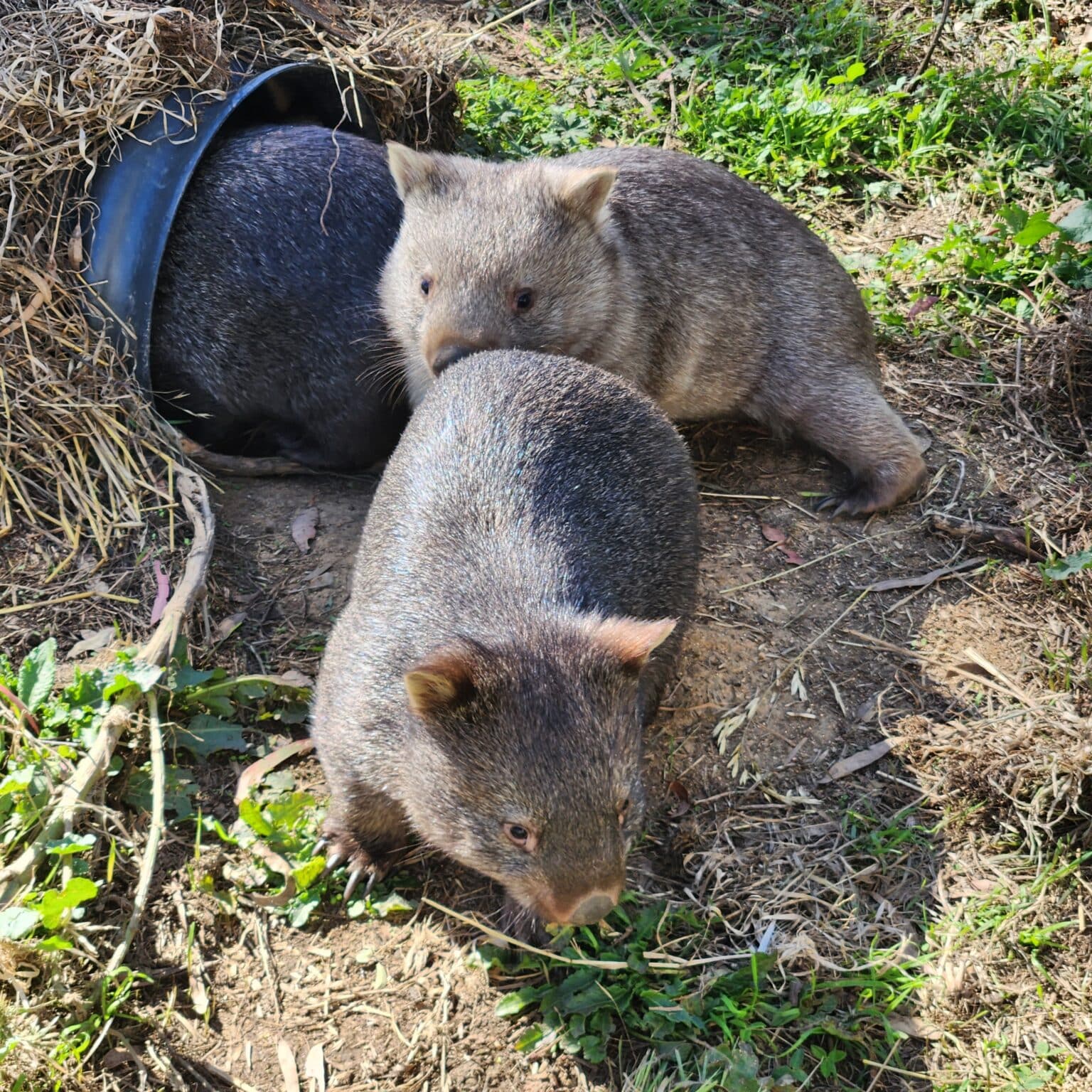 From rescue to release, joey wombats go through five stages of care ...