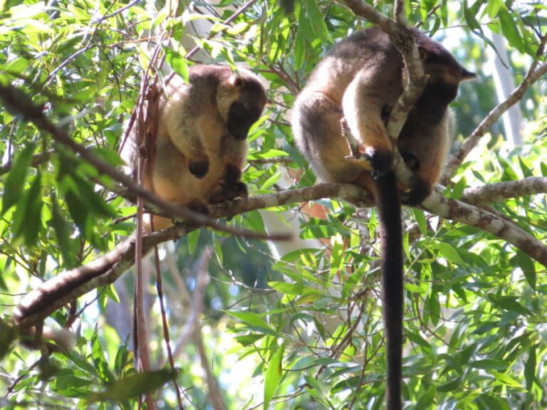 Tree Kangaroos: A kangaroo that lives in a tree? - Humane World for ...