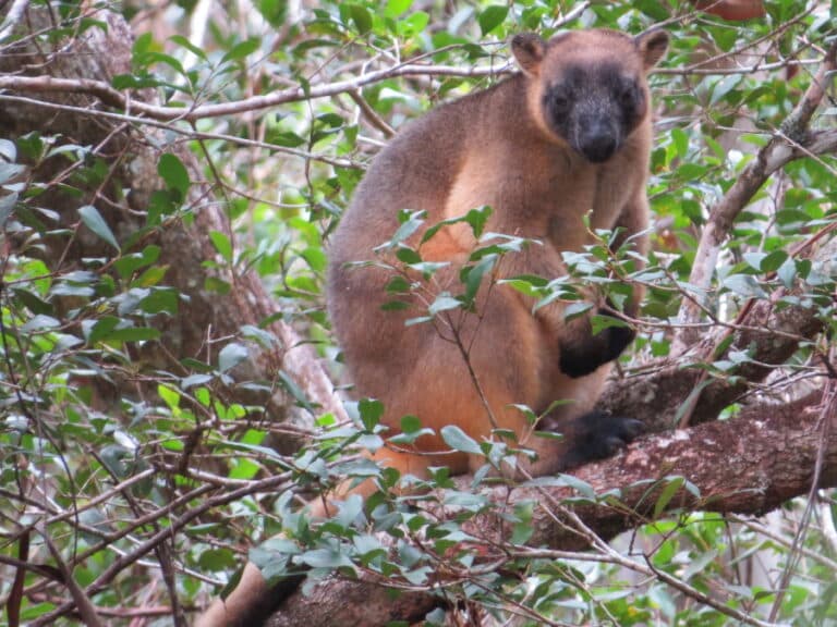 Tree Kangaroos: A kangaroo that lives in a tree? - Humane World for Animals