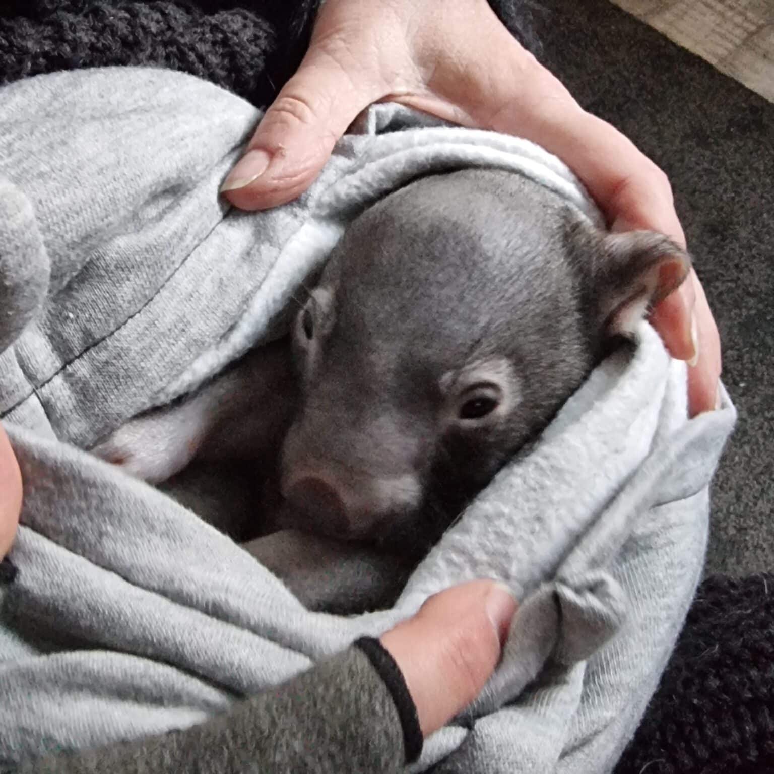 From rescue to release, joey wombats go through five stages of care ...