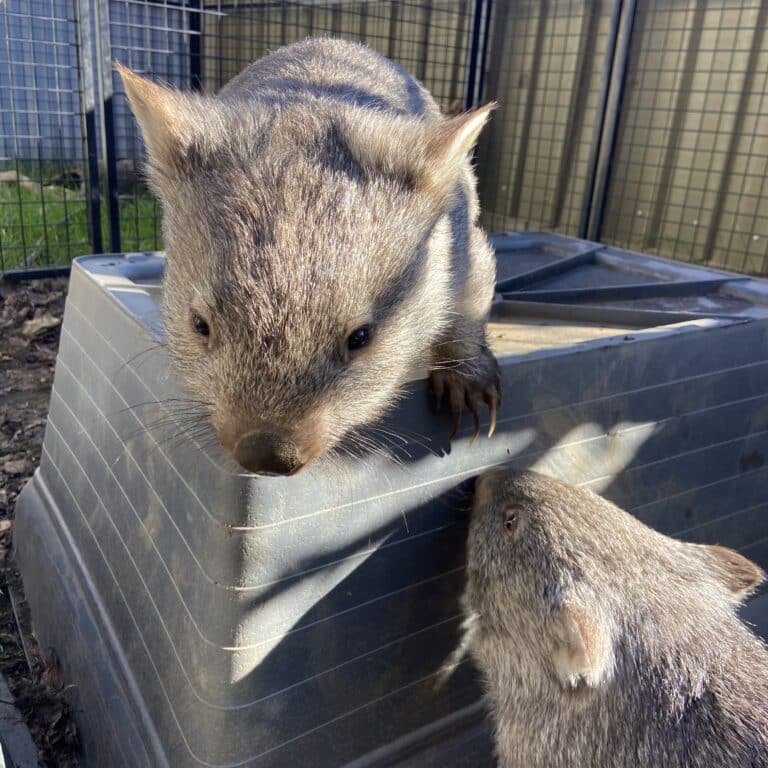 From rescue to release, joey wombats go through five stages of care ...
