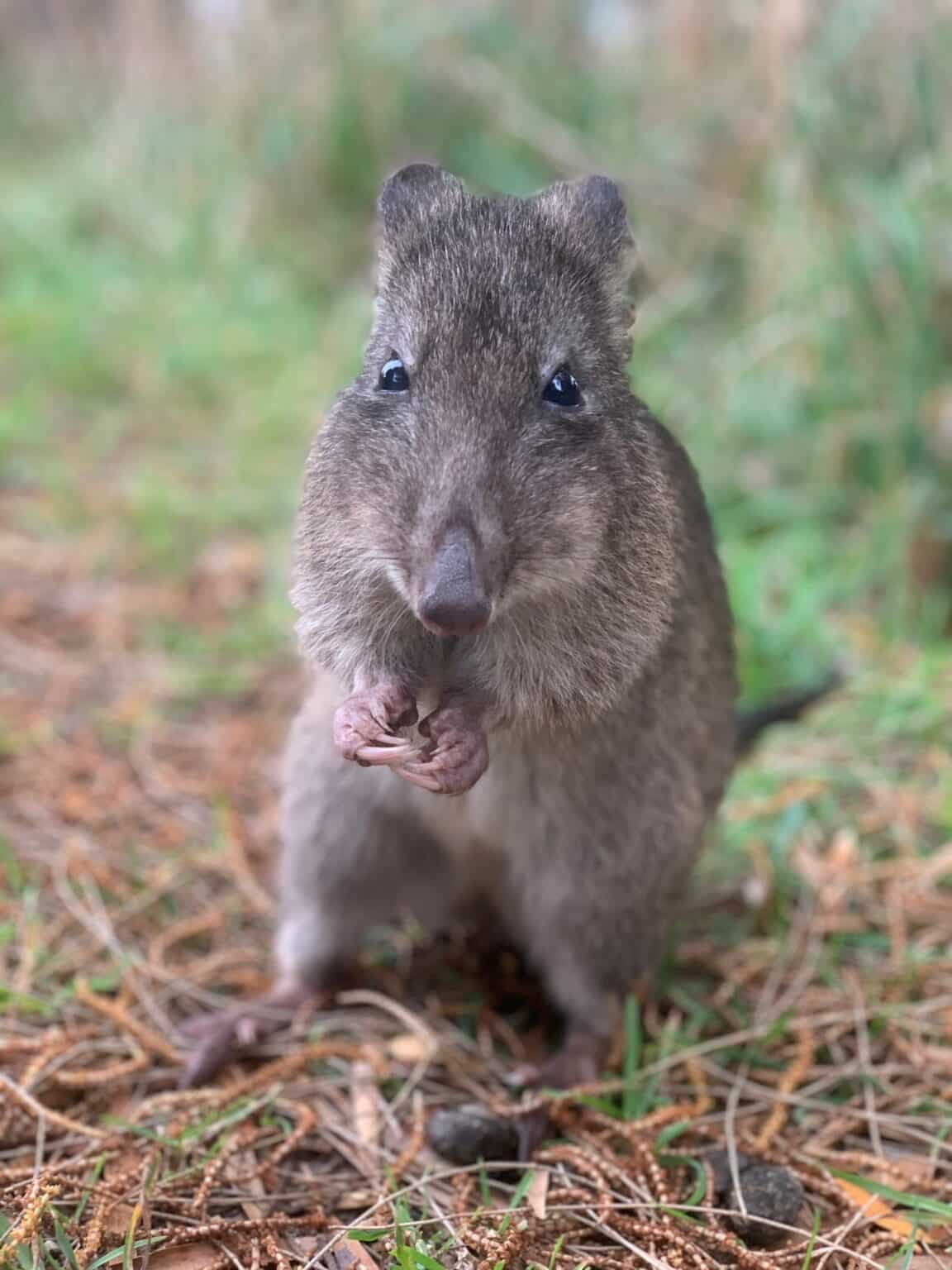 Threatened species profile: Long-nosed potoroo - Humane World for Animals