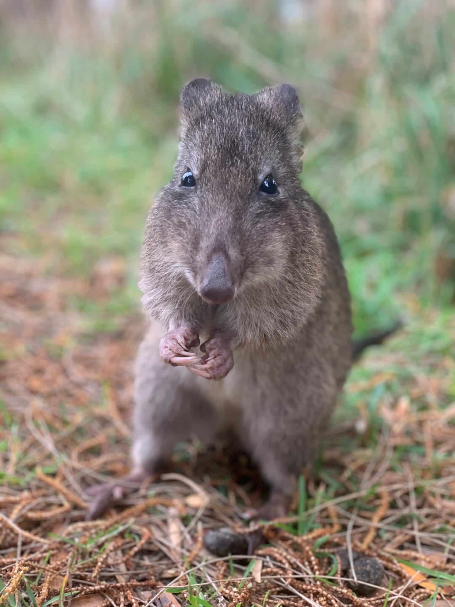Threatened species profile: Long-nosed potoroo - Humane World for Animals