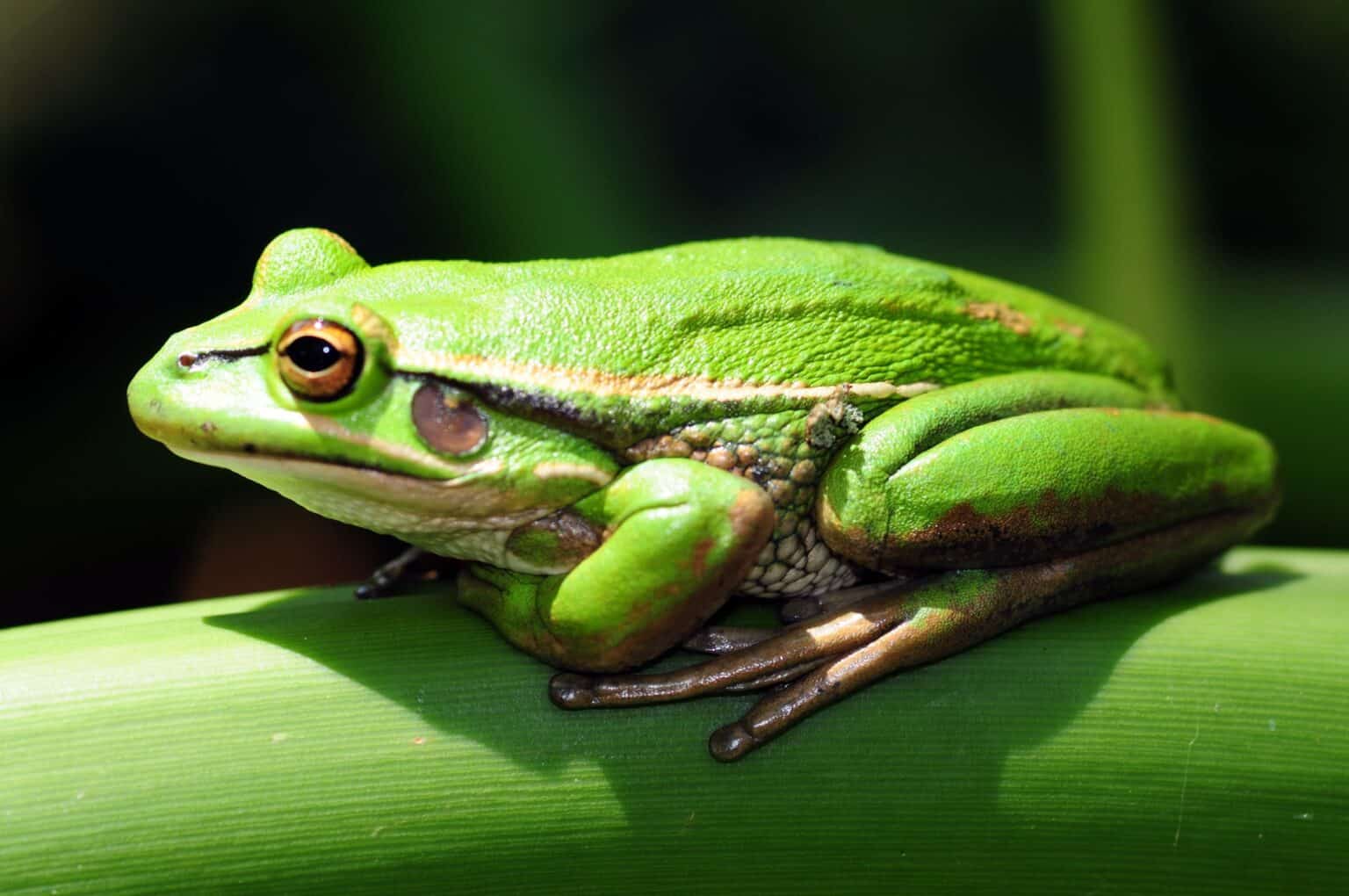 Why Australian frogs count and how to identify frog species in your ...