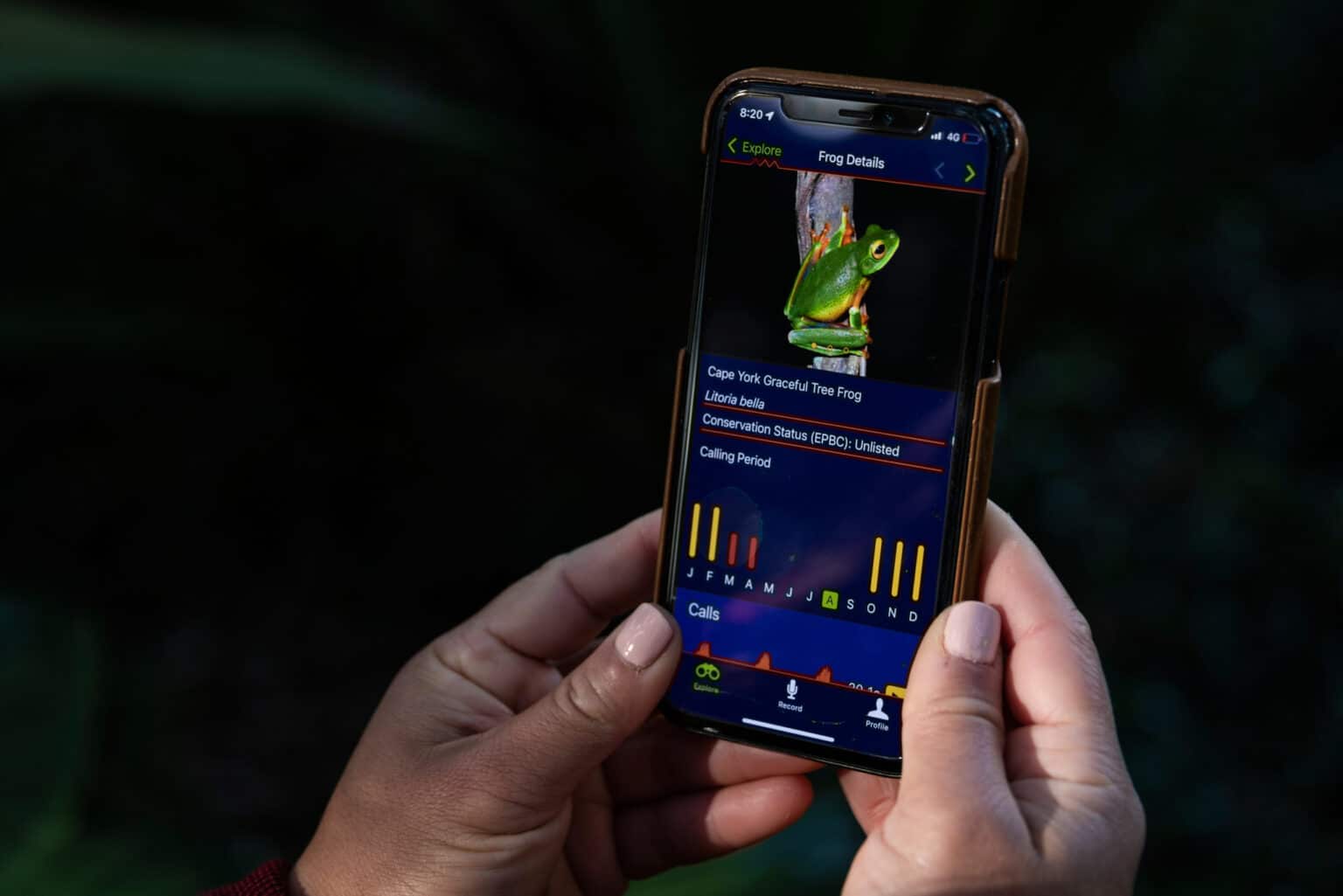 Why Australian frogs count and how to identify frog species in your backyard this FrogID Week ...