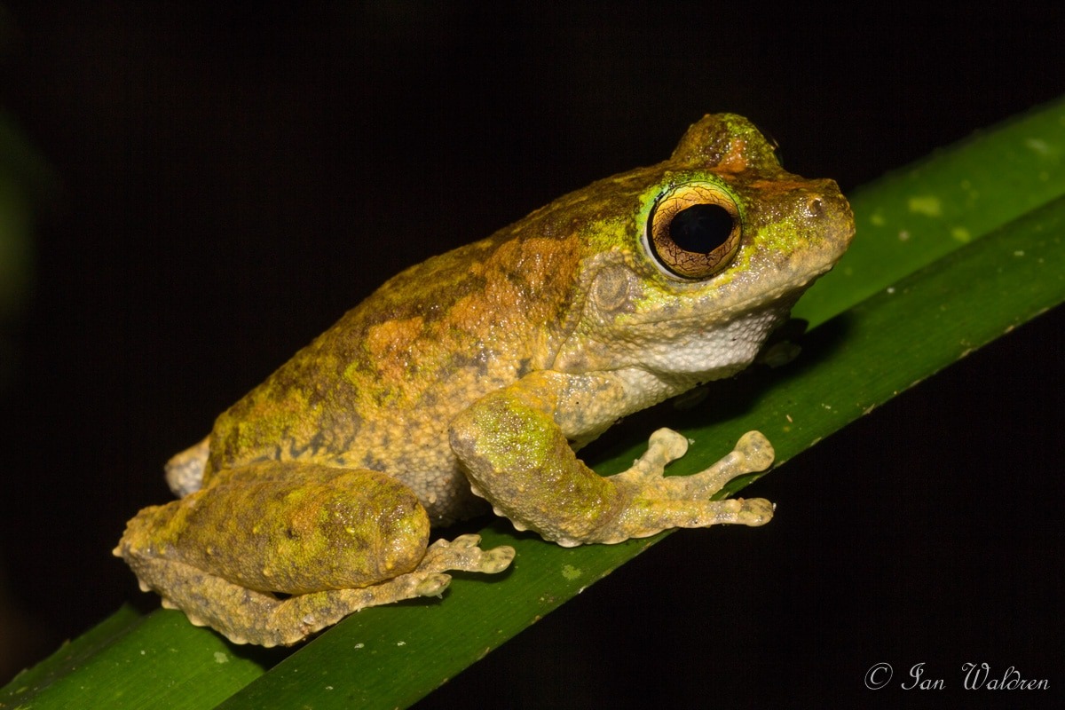 Why Australian frogs count and how to identify frog species in your ...