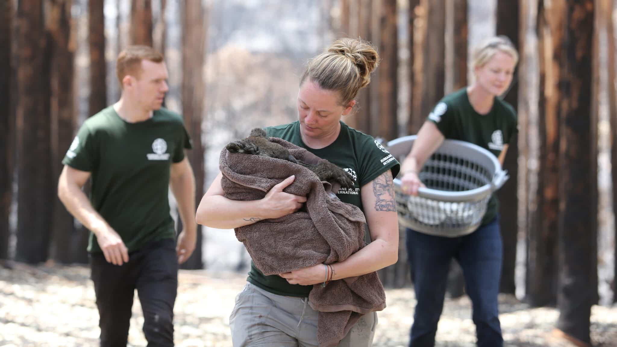 Australia’s wildlife – up in flames - Humane World for Animals