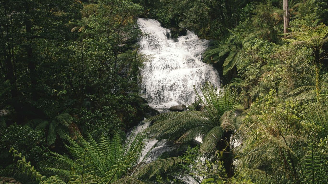 Nature Laws Explainer – What is ‘Nature Positive’? - Humane World for ...