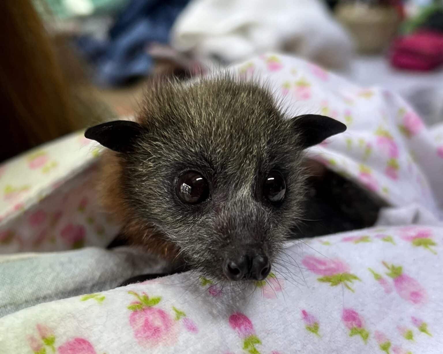 How to be safe around and protect wildlife this Australian summer ...