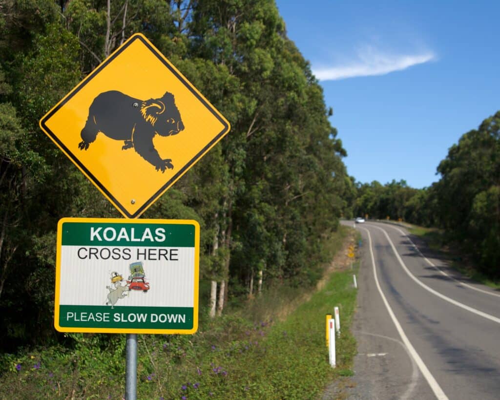 How to be safe around and protect wildlife this Australian summer ...