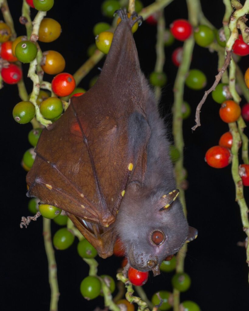 Night gardeners | International Bat Day 2025 - Humane World for Animals ...