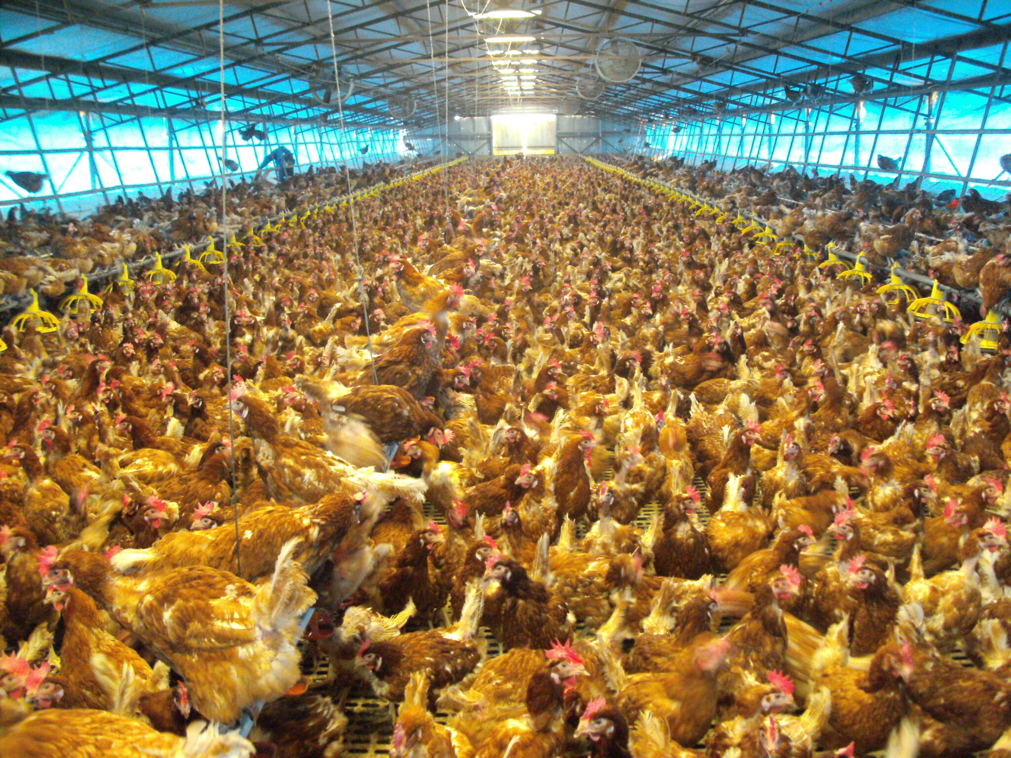 Are your eggs actually free range? - Humane World for Animals Australia