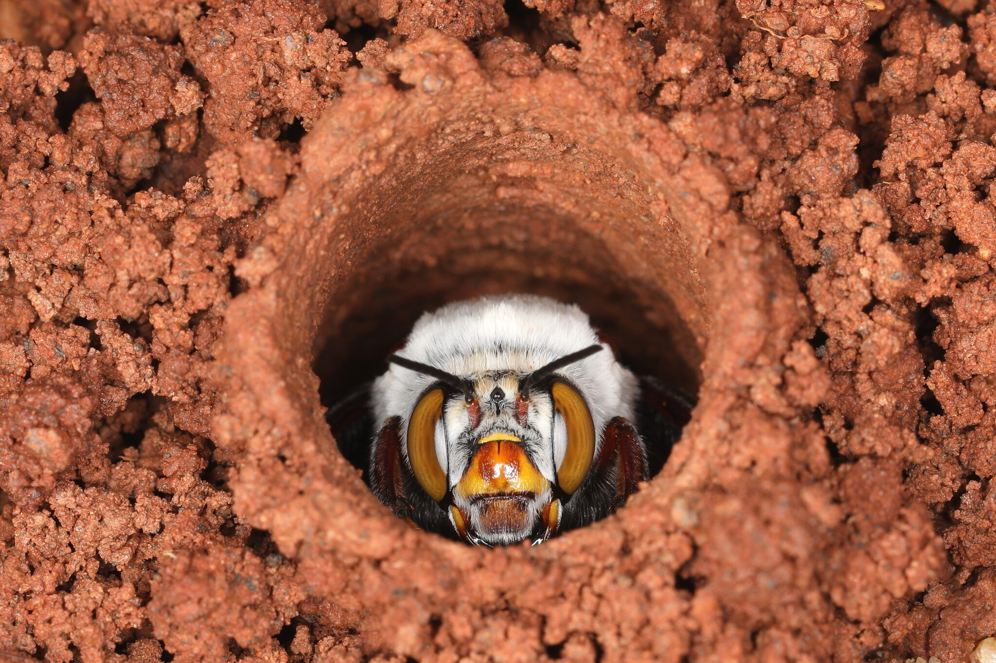 Bee-low the surface: The unseen, underground world of ground-nesting ...