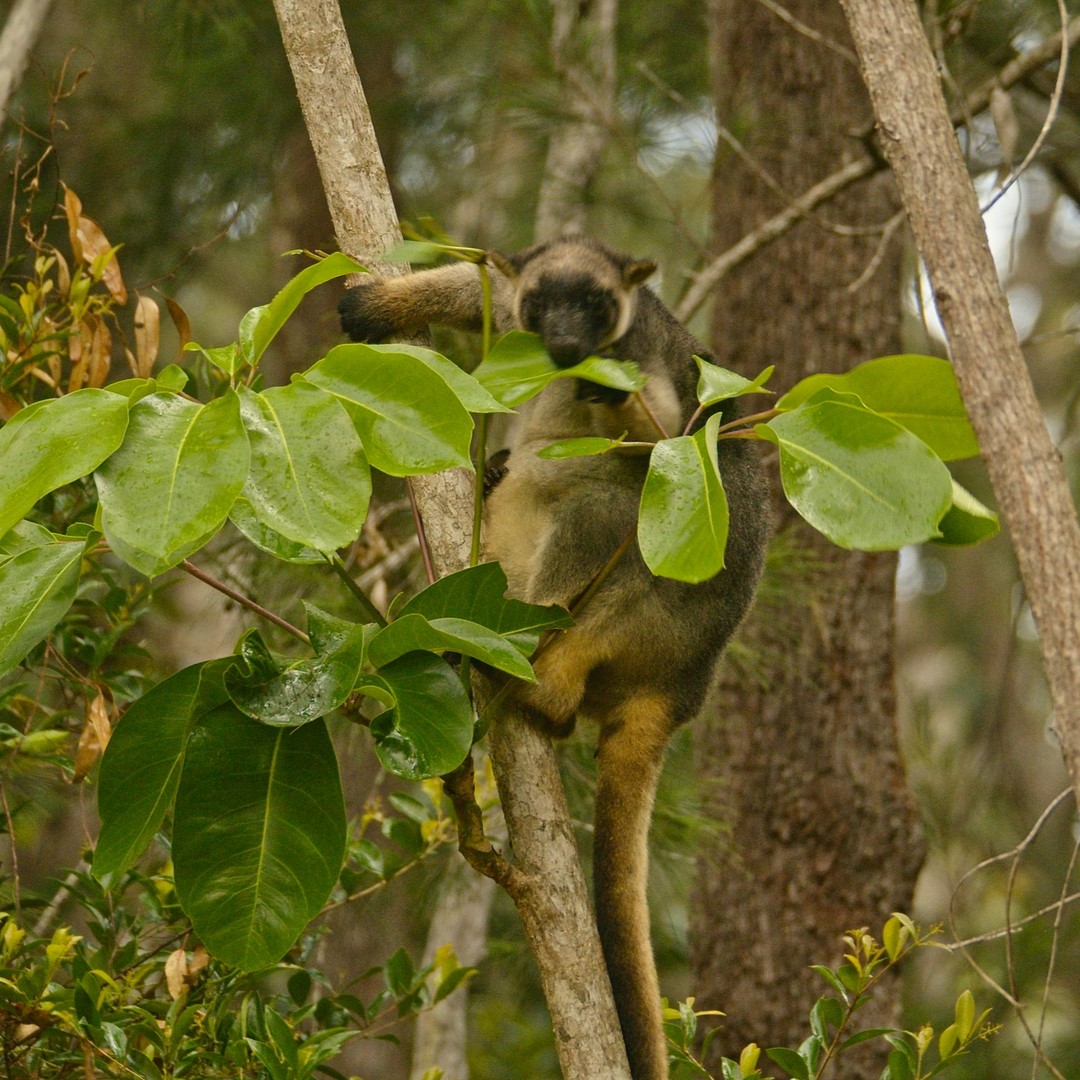 Sanctuary Profile: Dendrolagus Nature Refuge - Humane World for Animals ...