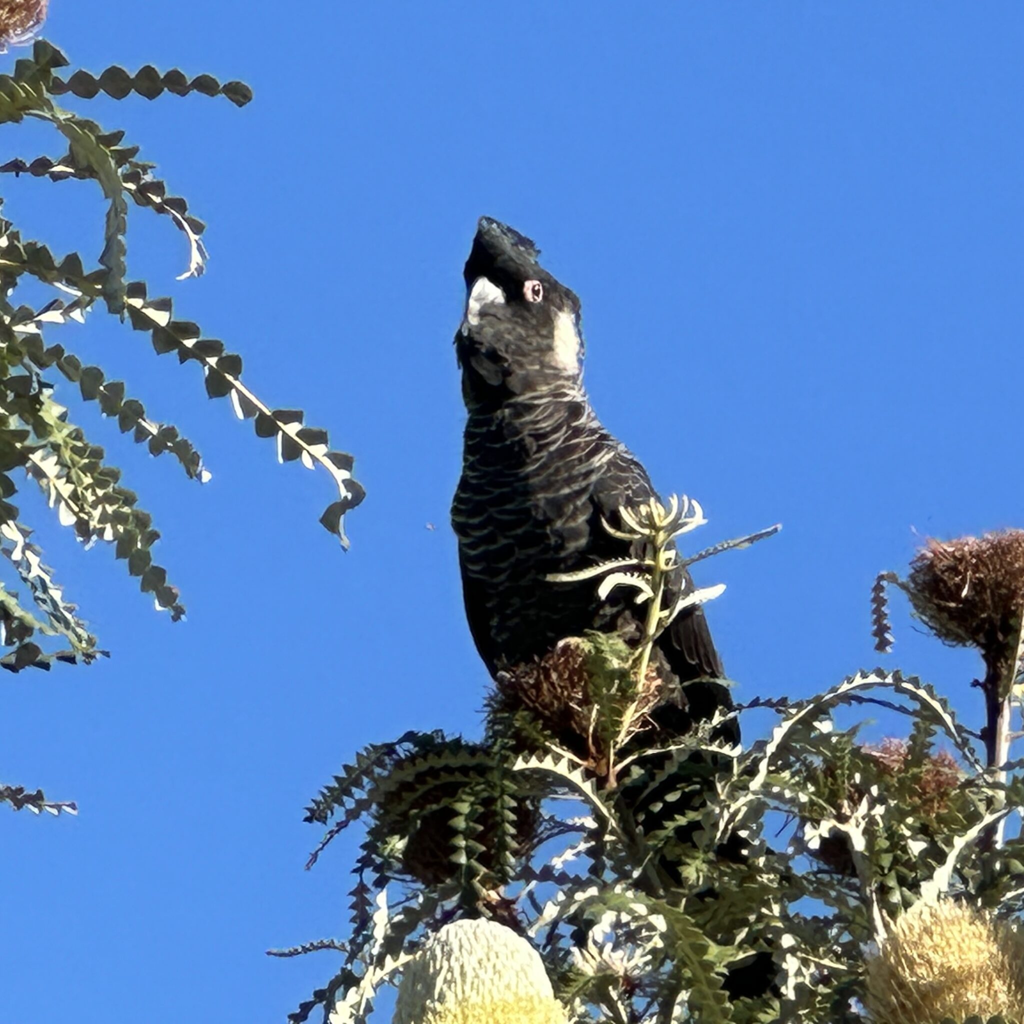 Sanctuary Profile: Esperance Wildlife Sanctuary Inc - Humane World for ...