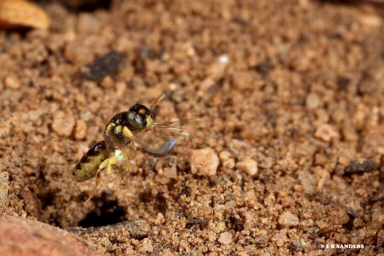Bee-low the surface: The unseen, underground world of ground-nesting ...