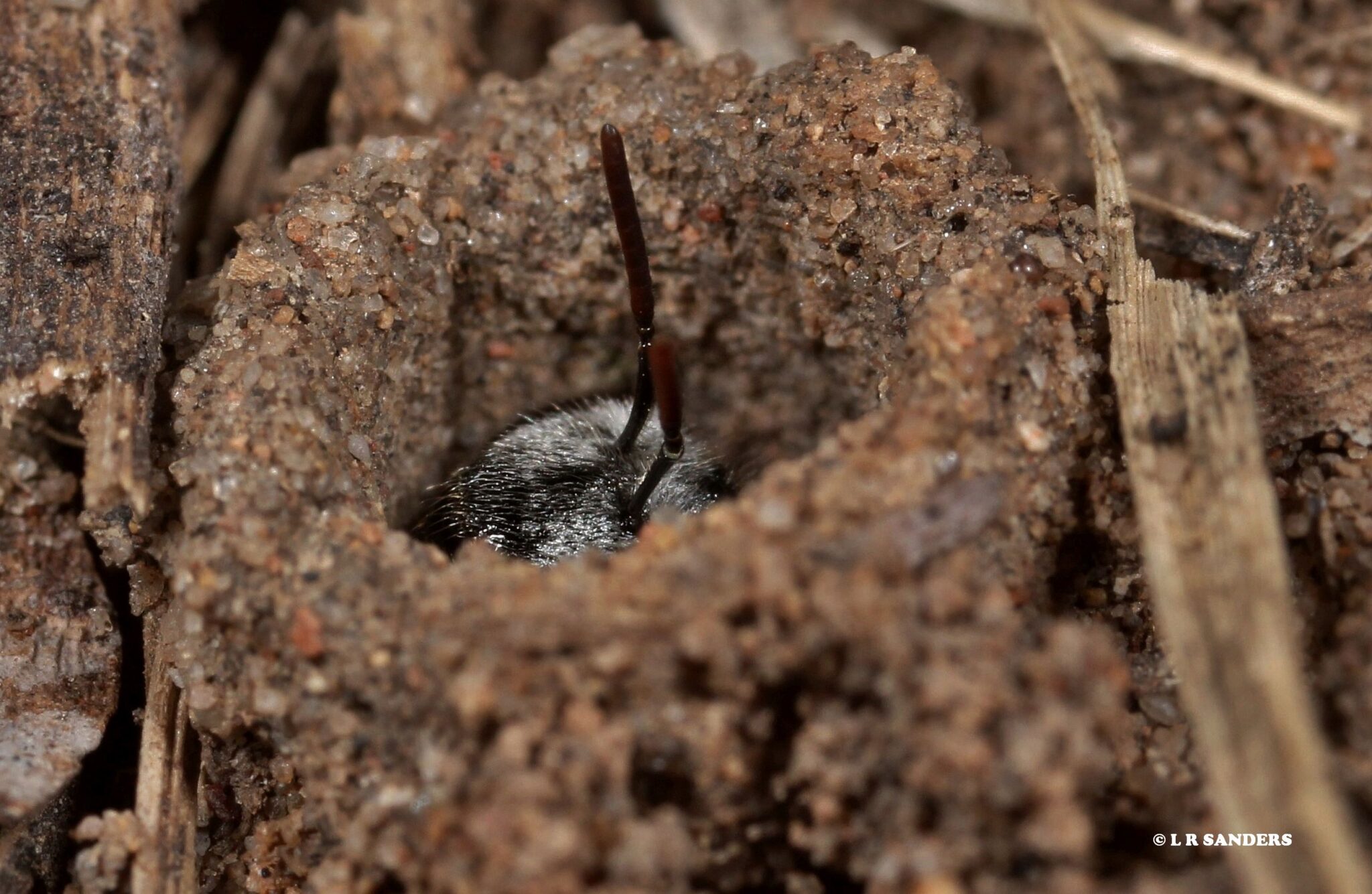 Bee-low the surface: The unseen, underground world of ground-nesting ...
