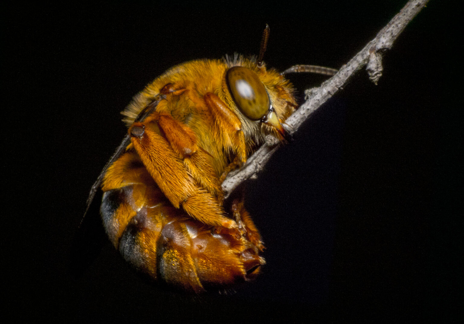 Bee-low the surface: The unseen, underground world of ground-nesting ...