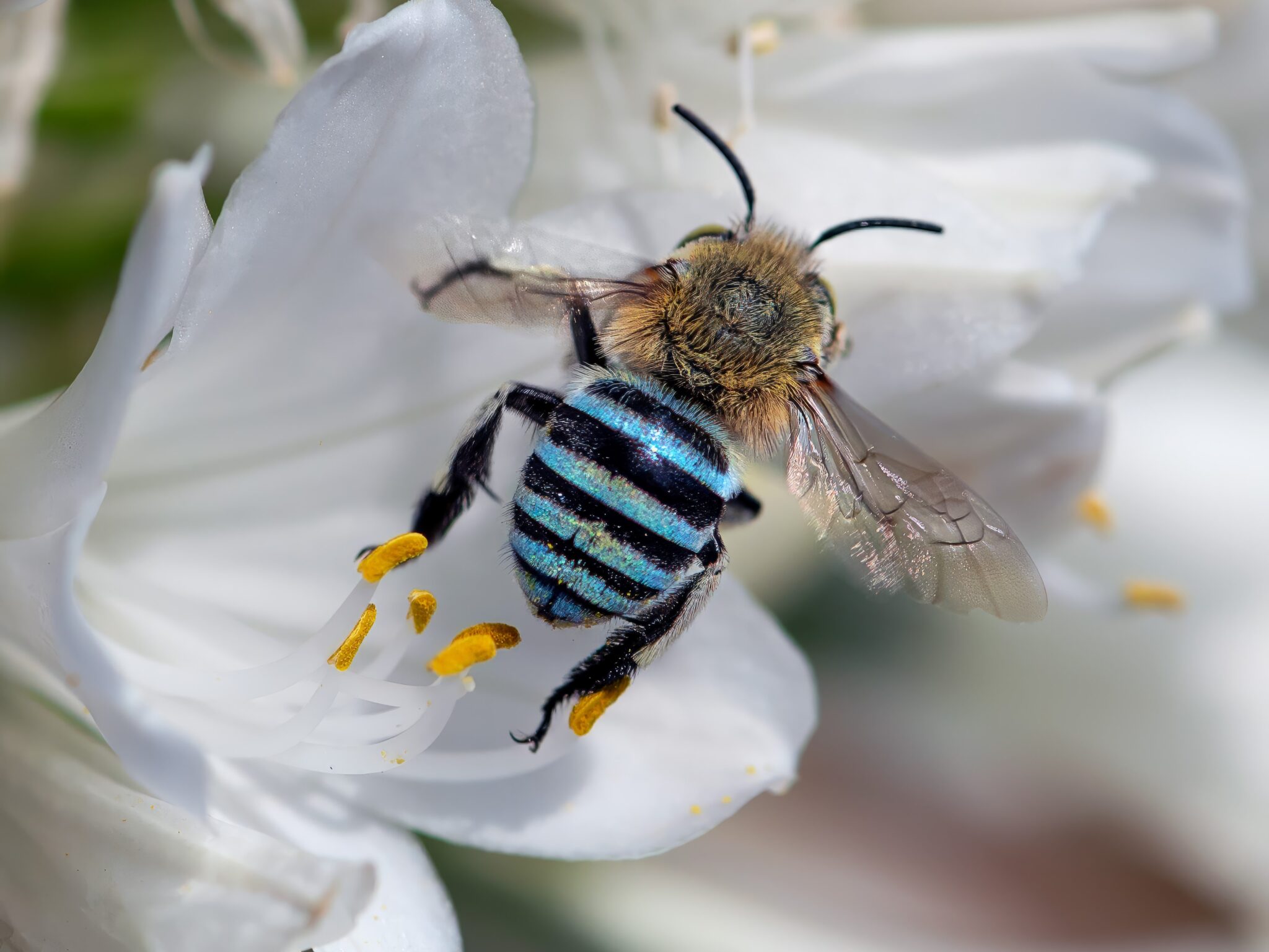 Bee-low the surface: The unseen, underground world of ground-nesting ...