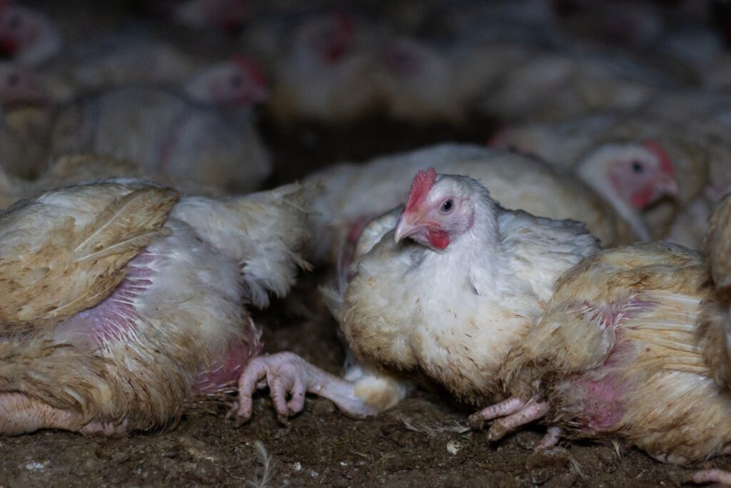 Meat Chickens (Broilers) - Humane World for Animals Australia