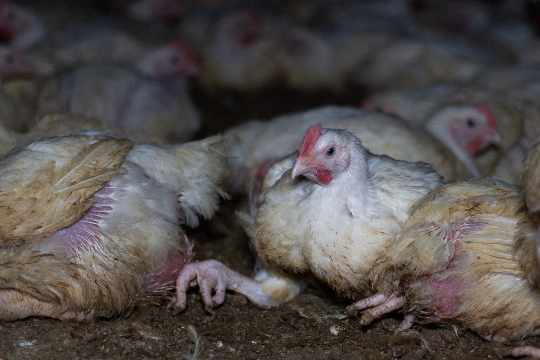 Meat Chickens (Broilers) - Humane World for Animals