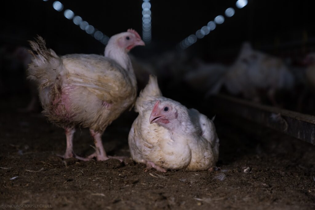 Meat Chickens (Broilers) - Humane World for Animals