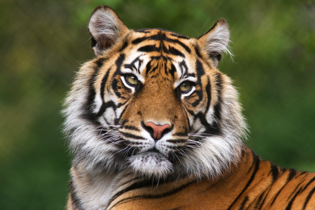 Why tigers are still endangered in 2025 - Humane World for Animals