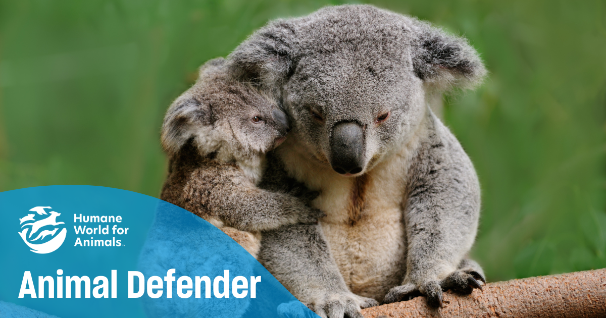 Become Animal Defender - Humane World for Animals