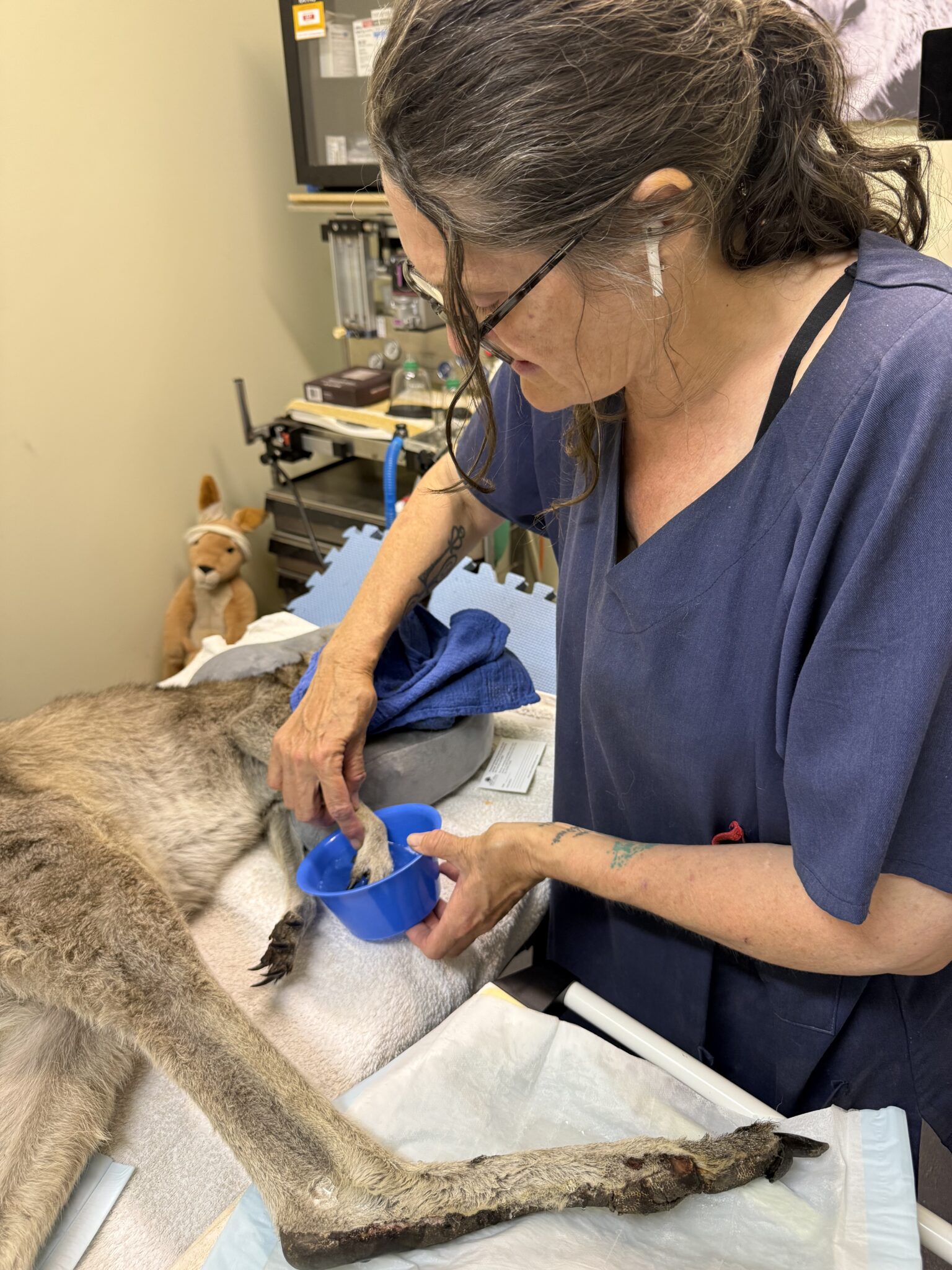 Wildlife burn treatment explained - Humane World for Animals Australia