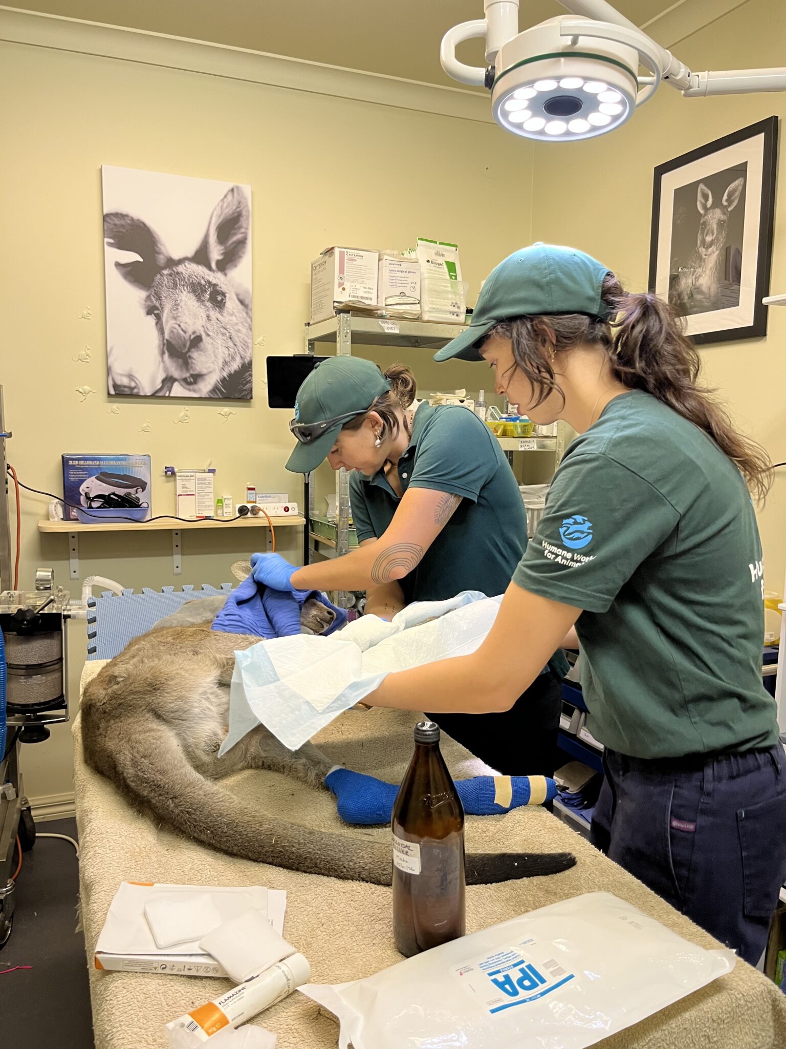 Wildlife burn treatment explained - Humane World for Animals Australia